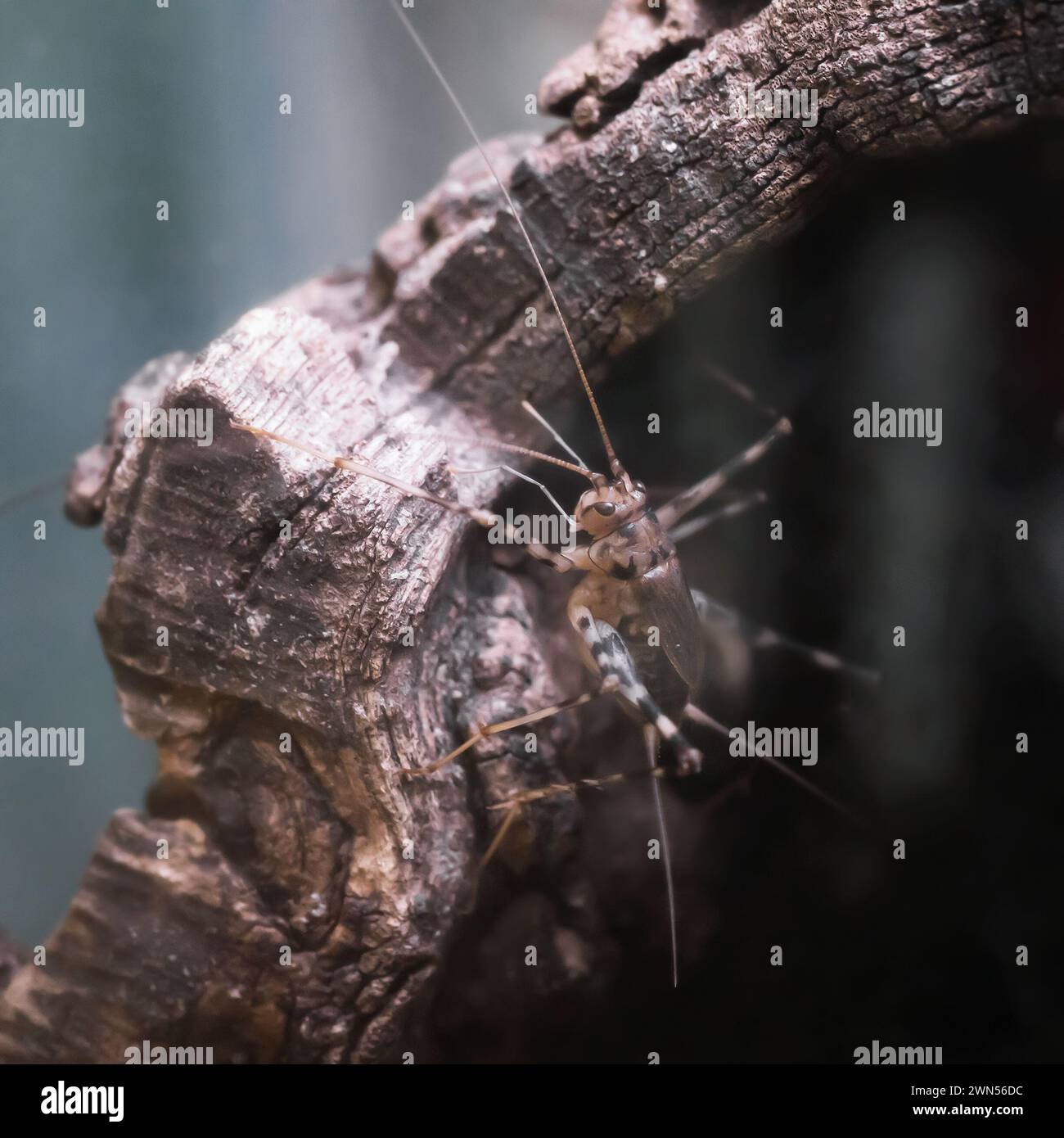Cave cricket hi-res stock photography and images - Alamy