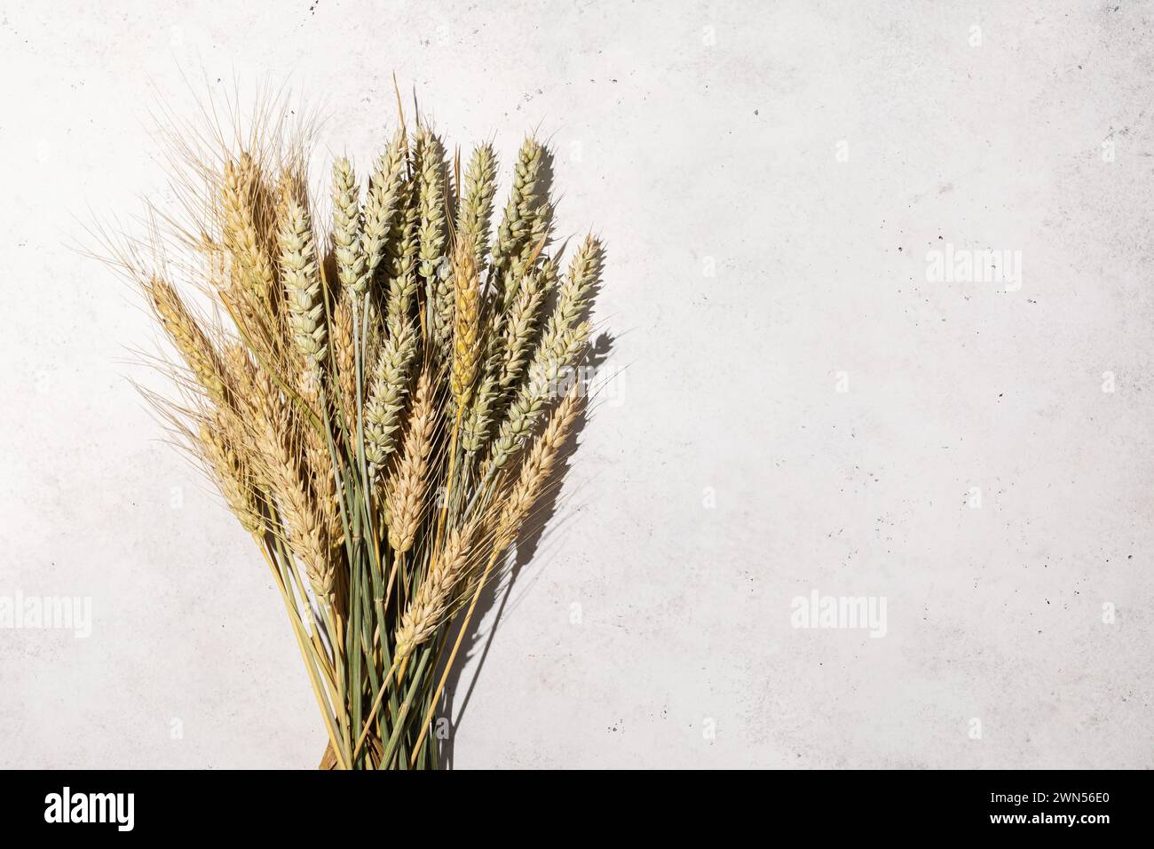 Ears of wheat and barley on an abstract background with copy space on ...