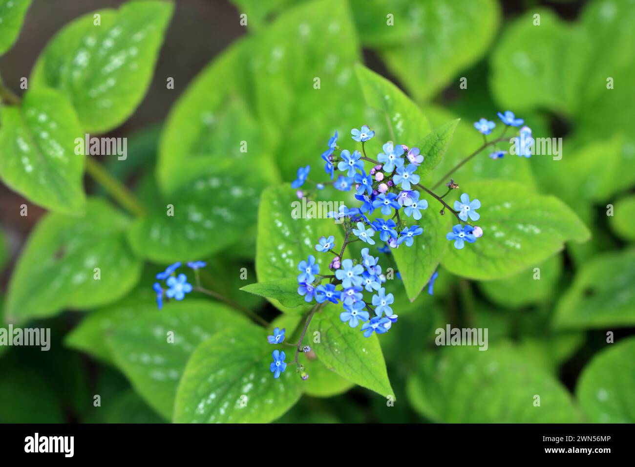 blue flowers of the true forget-me-not (Myosotis scorpioides Stock ...