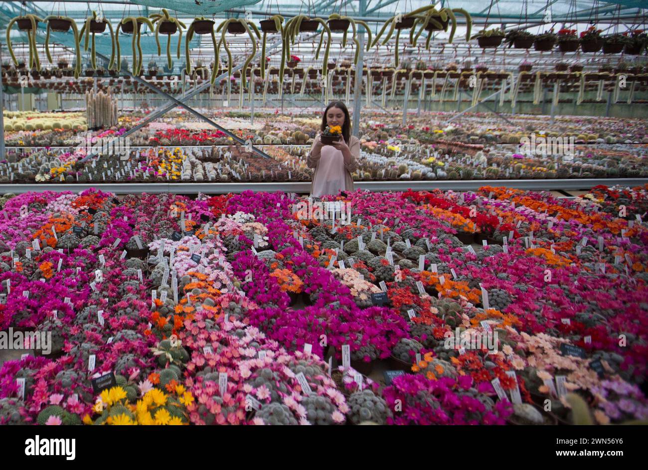 10/05/16 Victoria Brannan (18) admires the cactuses. Britain’s biggest ...