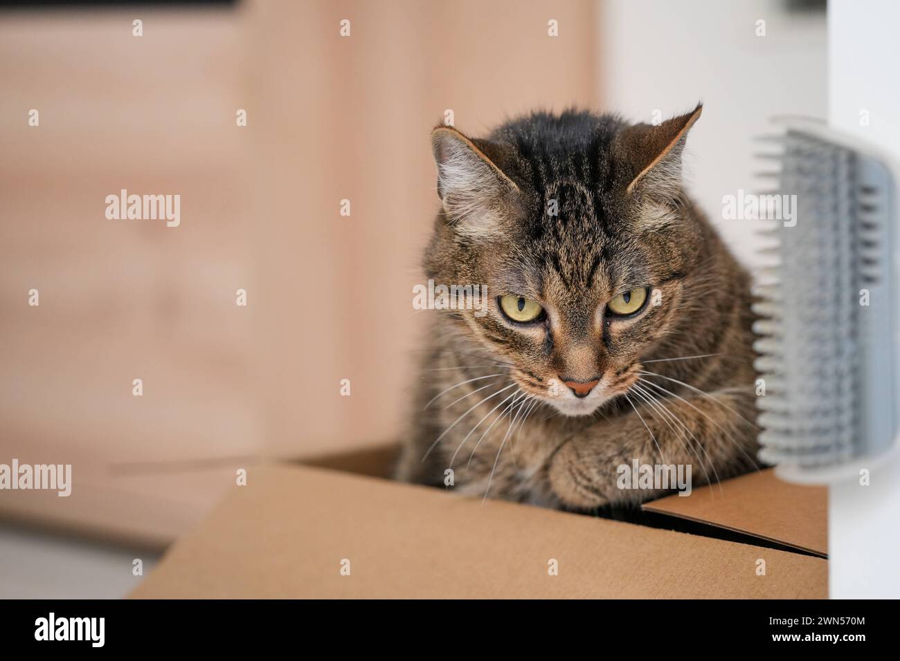 Tier pfote augen hi-res stock photography and images - Alamy