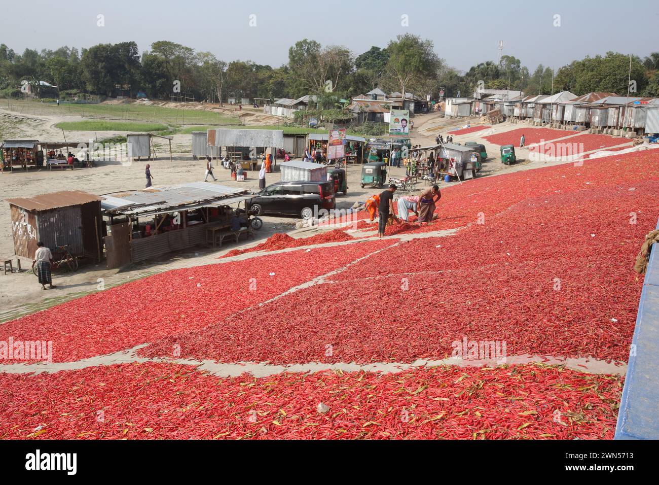 Dhaka, Bangladesh. 23rd Feb, 2024. Red chilli peppers being dried under ...