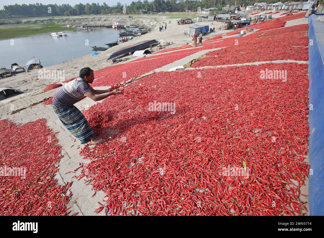 Dhaka, Bangladesh. 23rd Feb, 2024. Red chilli peppers being dried under ...