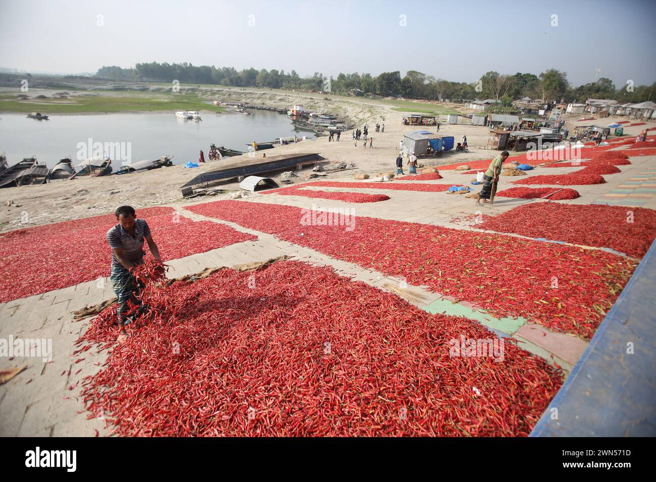 Dhaka, Bangladesh. 23rd Feb, 2024. Red chilli peppers being dried under ...