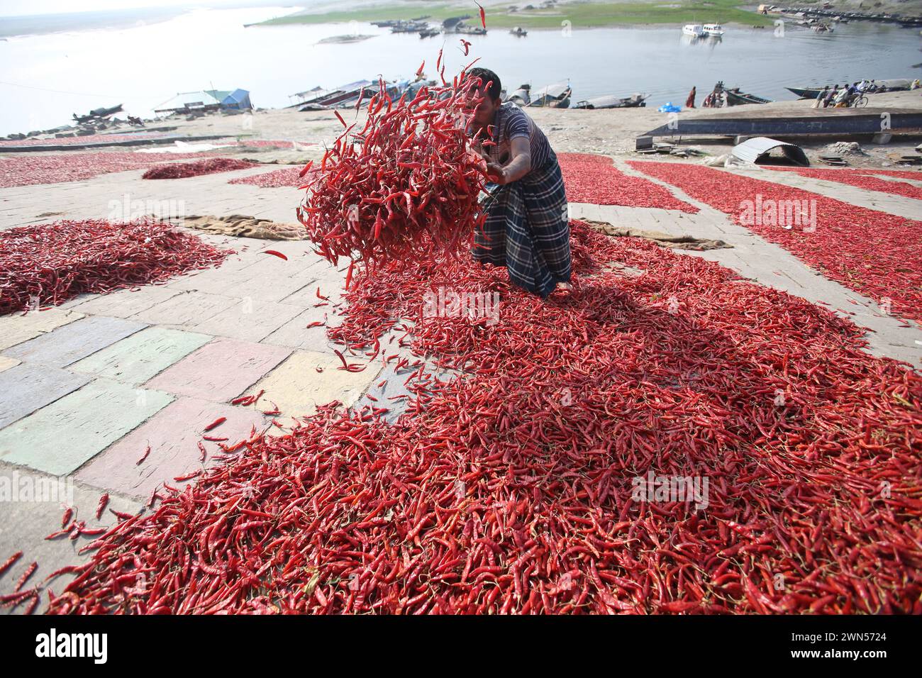 Dhaka, Bangladesh. 23rd Feb, 2024. Red chilli peppers being dried under ...