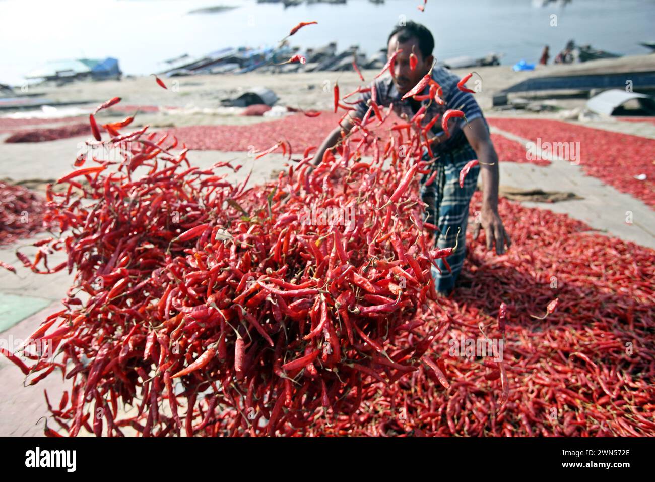 Dhaka, Bangladesh. 23rd Feb, 2024. Red chilli peppers being dried under ...