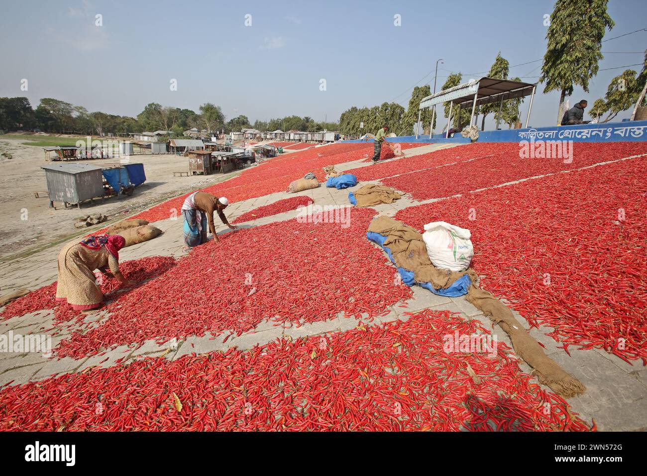 Dhaka, Bangladesh. 23rd Feb, 2024. Red chilli peppers being dried under ...