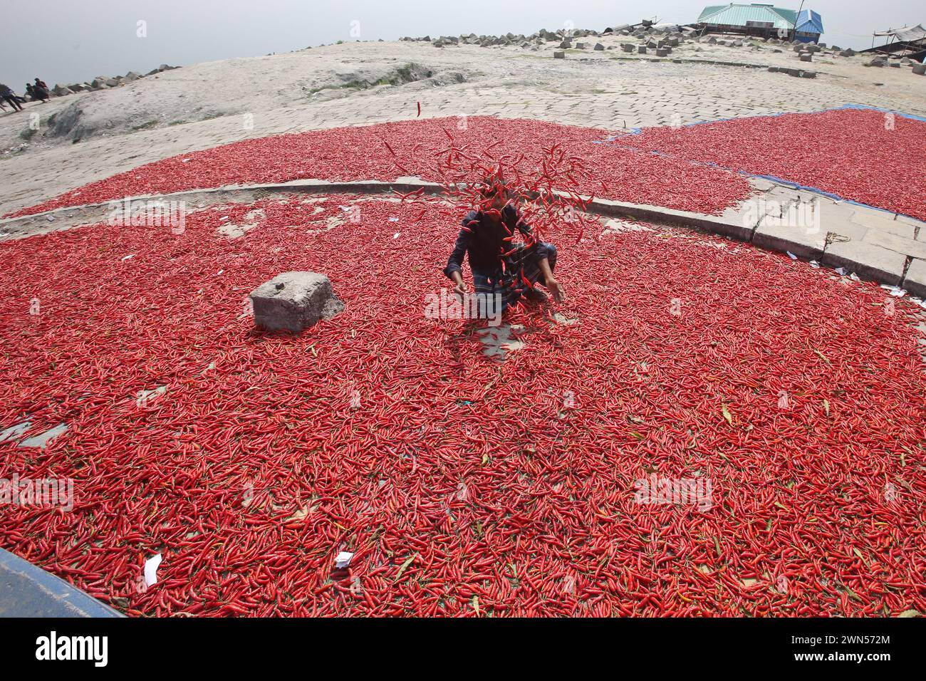 Dhaka, Bangladesh. 23rd Feb, 2024. Red chilli peppers being dried under ...