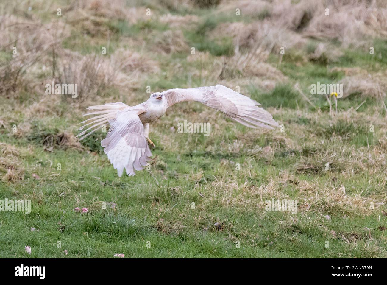 Extremely rare white-coloured red kite thought to be one of 10 in the ...