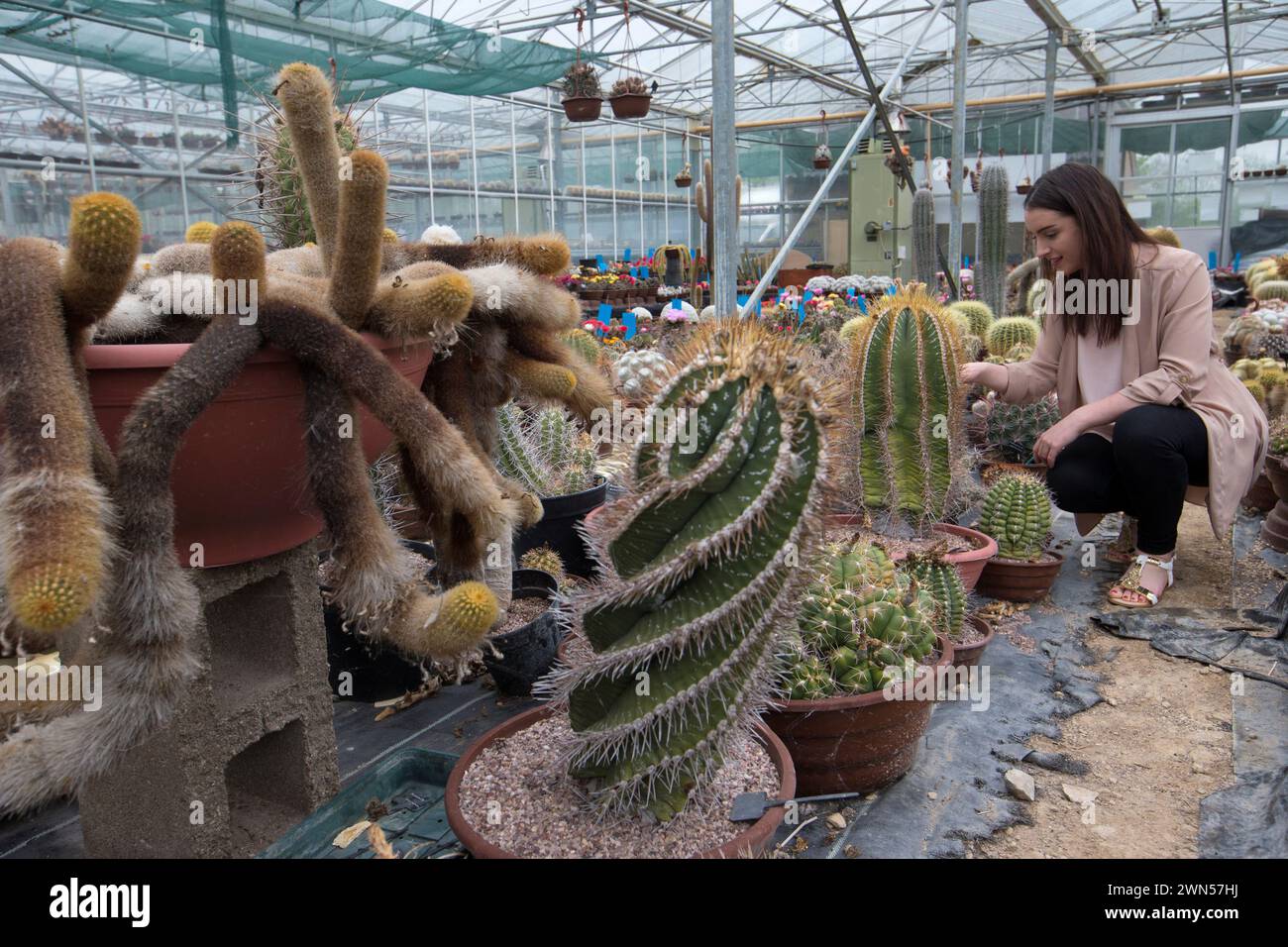10/05/16 Victoria Brannan (18) admires the cactuses. Britain’s biggest ...