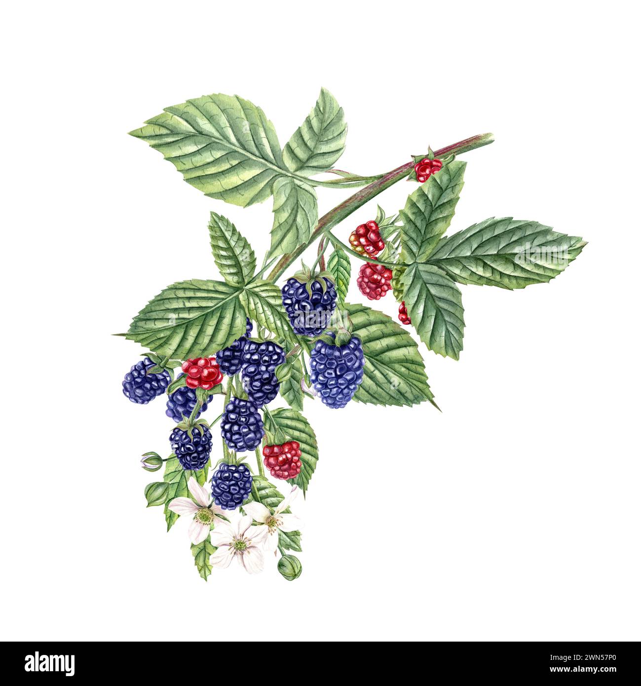 Boysenberry garden Cut Out Stock Images & Pictures - Alamy
