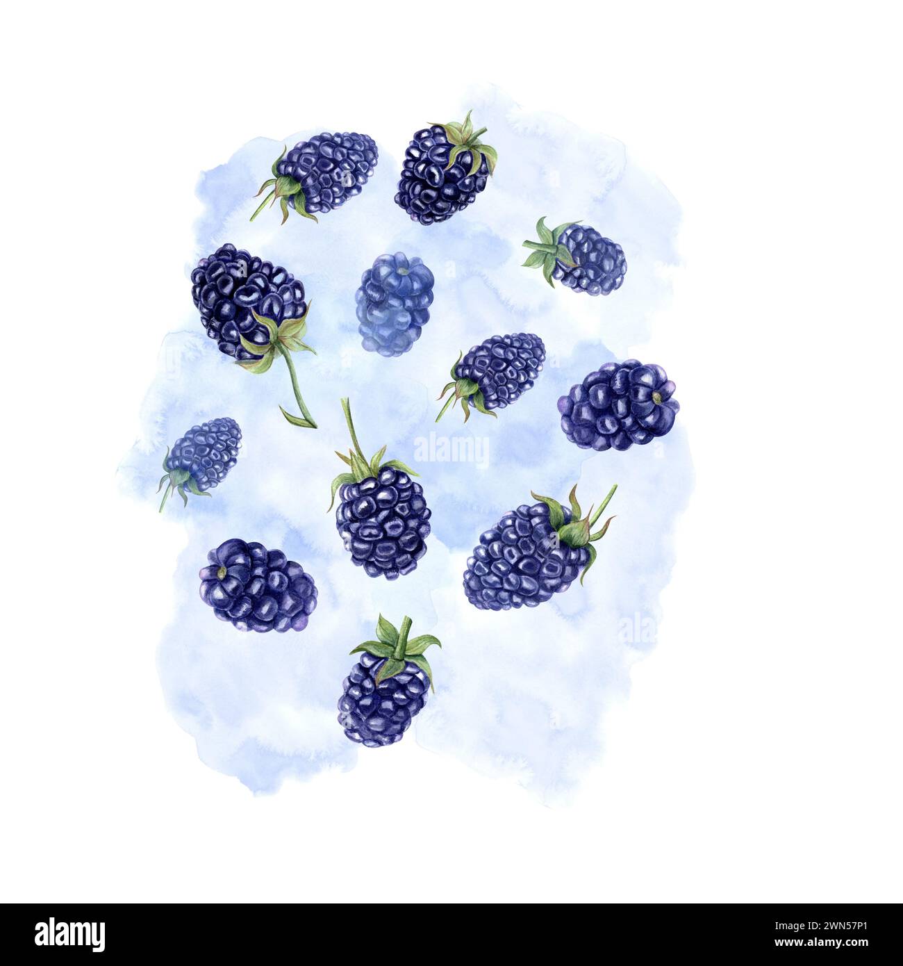 Juicy ripe blackberry with splashes berry juice. Watercolor summer ...