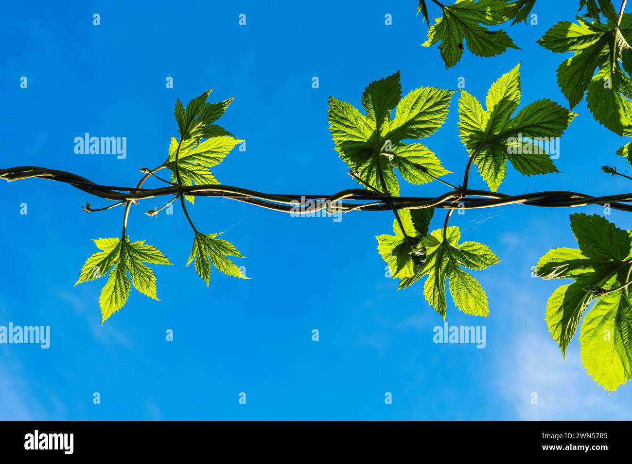 A fresh spring scene captures the vivid green leaves sprouting from a ...