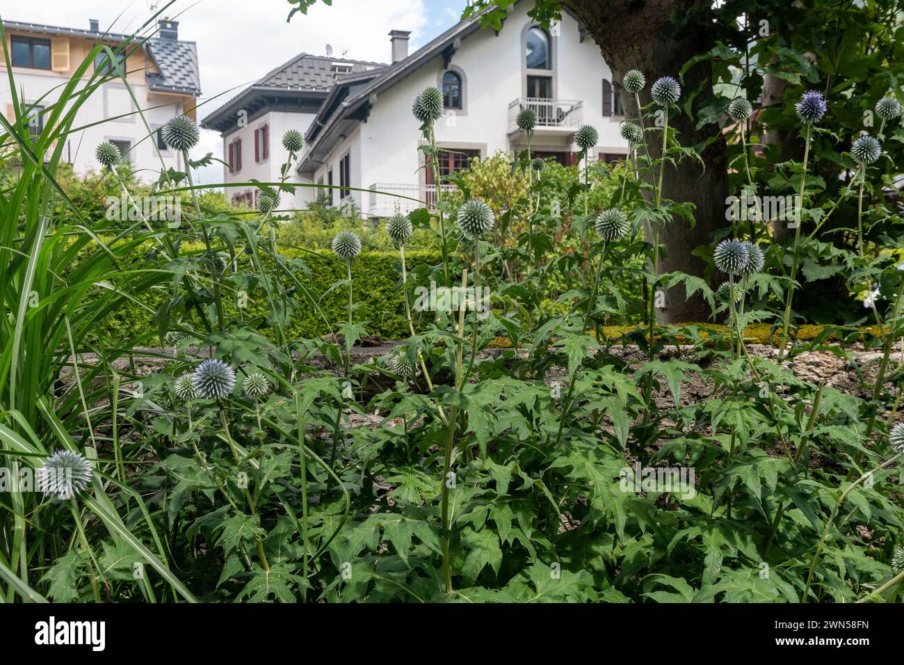 Echinops, flowering plants in the family Asteraceae, with spiny foliage ...
