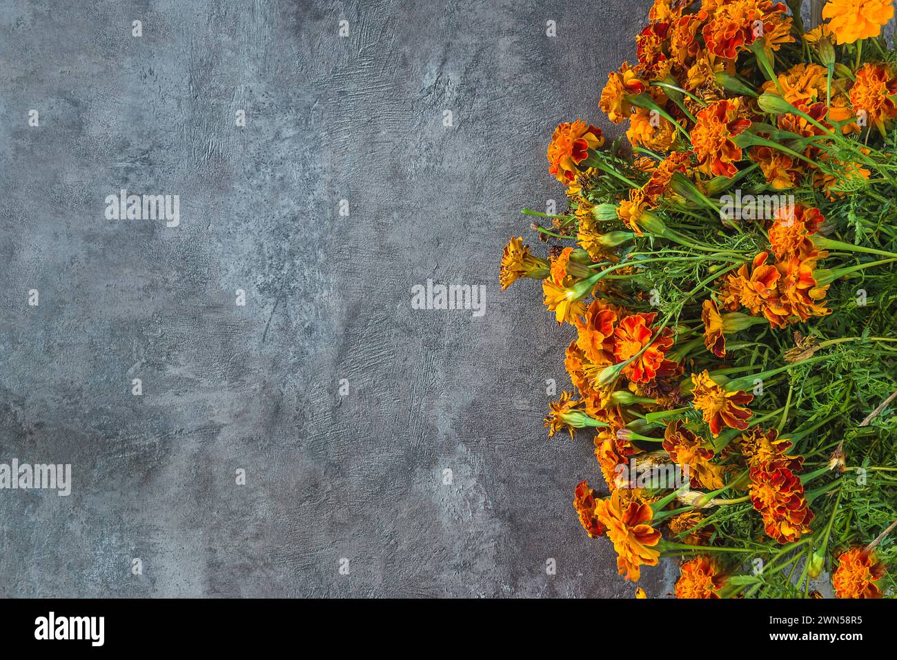 Autumn greeting card template Stock Photo - Alamy