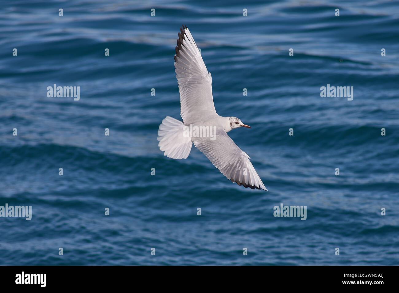 A Seagull in flight over the ocean, hunting for prey Stock Photo - Alamy