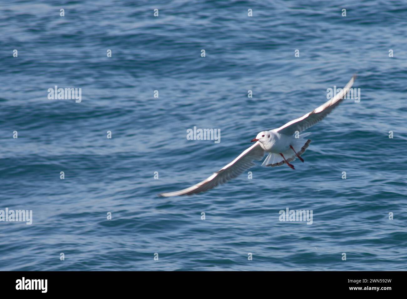 Ocean hunting hi-res stock photography and images - Alamy