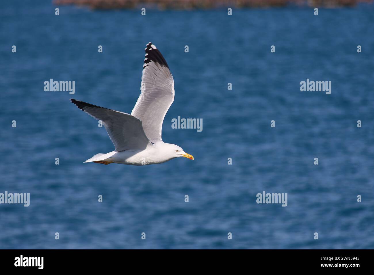 Seagull prey hi-res stock photography and images - Alamy