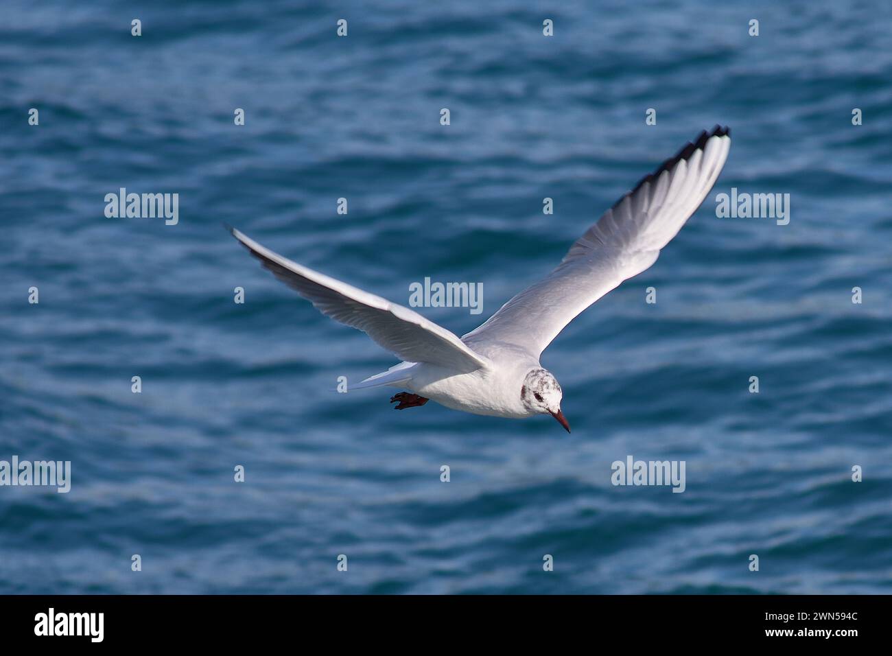 Seagull prey hi-res stock photography and images - Alamy