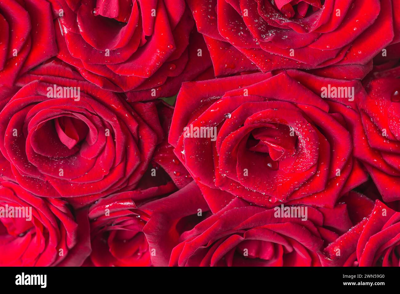 Red roses flowers withe waterdrops background Stock Photo - Alamy