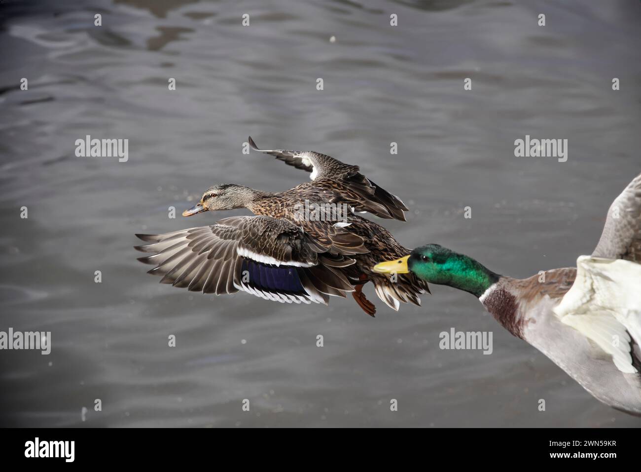 Wild female duck hi-res stock photography and images - Alamy