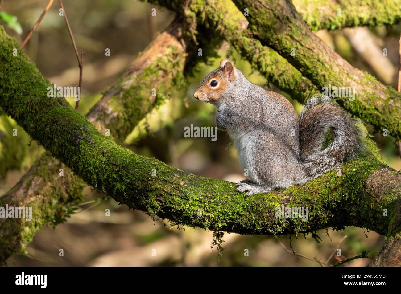 Cute grey squirrel sitting on a moss covered branch Stock Photo - Alamy