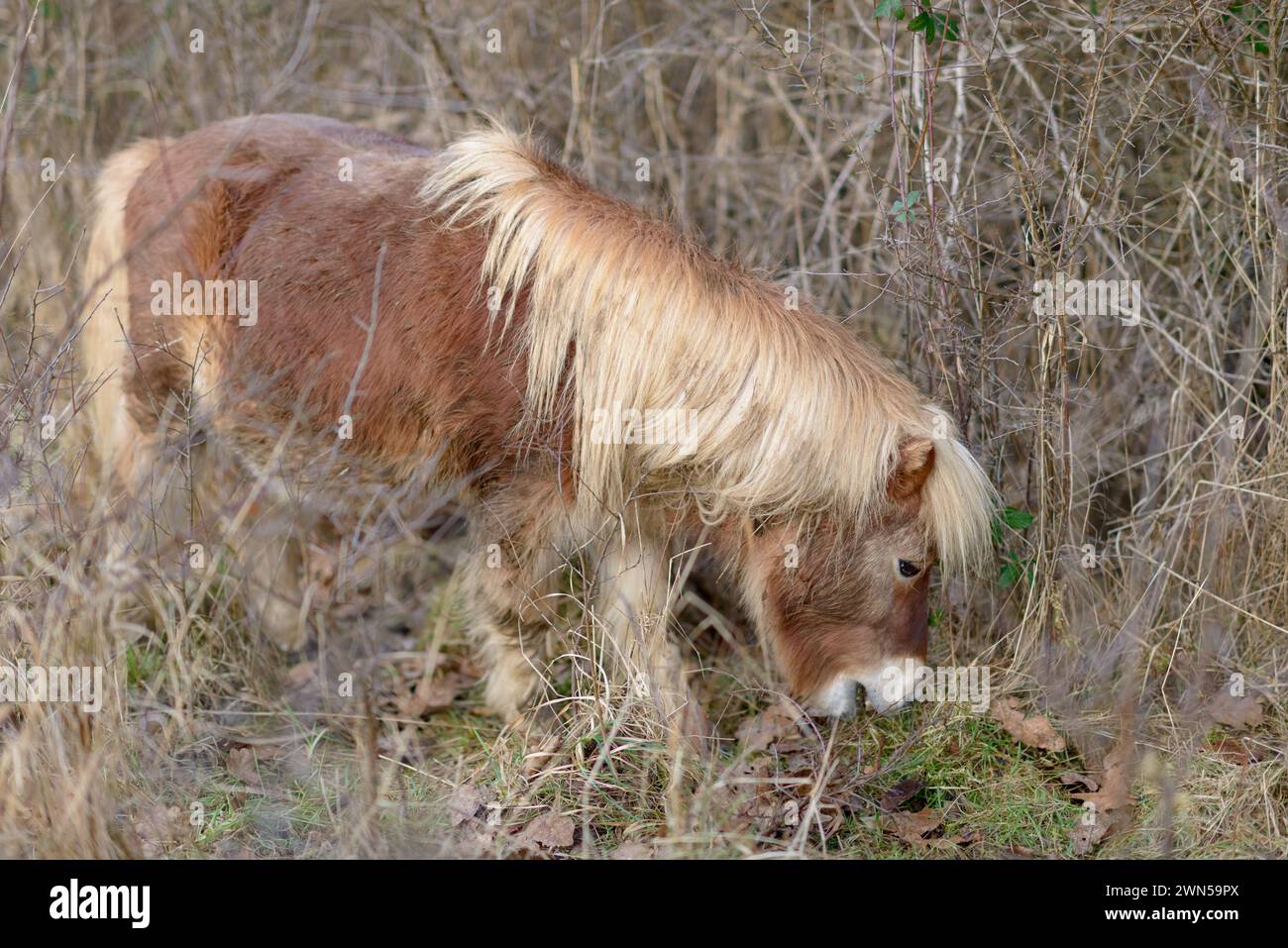 Mini horse hi-res stock photography and images - Alamy