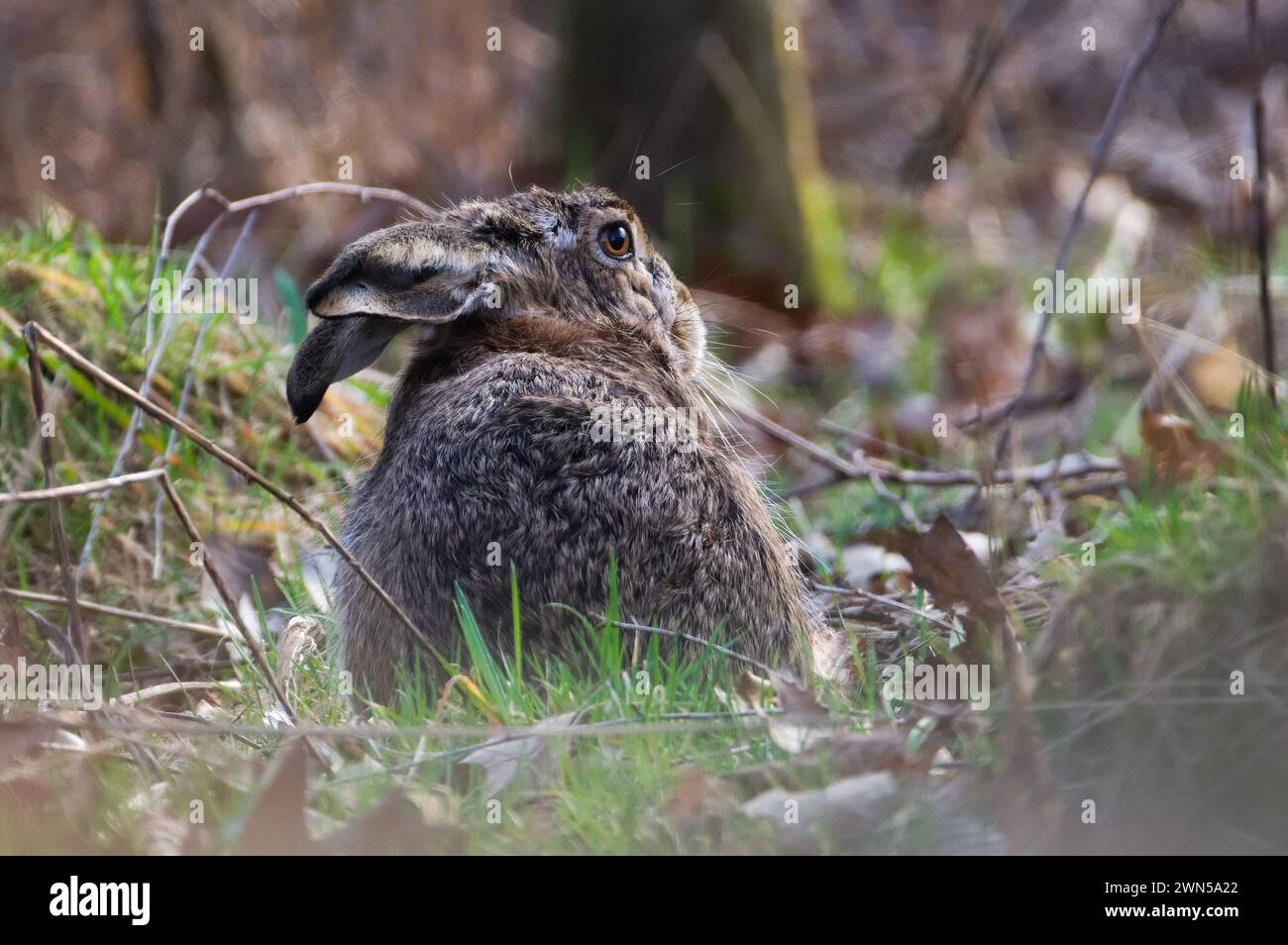 Wild hare Lepus europaeus is resting in the forest in sunny spring ...