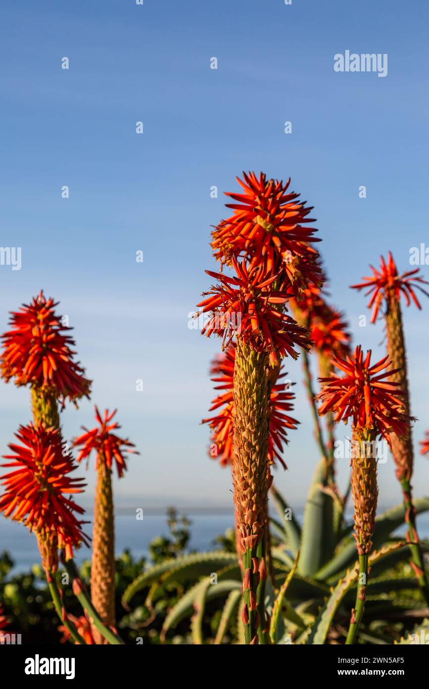 Aloe plants in bloom hi-res stock photography and images - Alamy