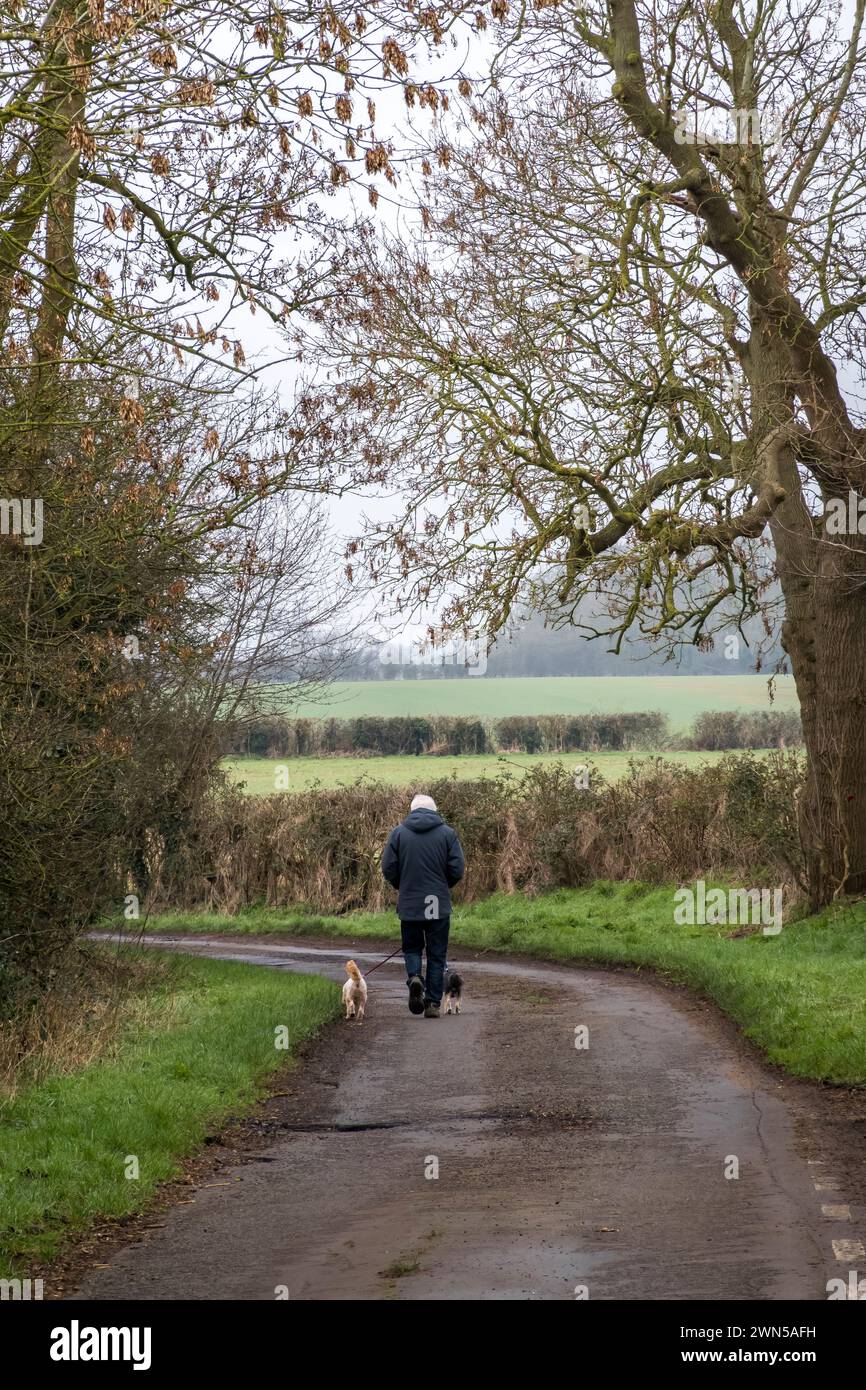 White haired man walking two dogs along country lane on misty day ...