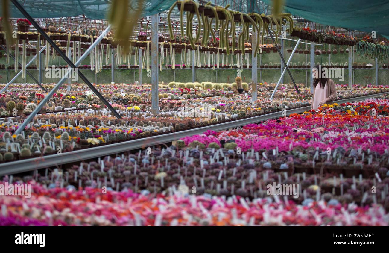 10/05/16 Victoria Brannan (18) admires the cactuses. Britain’s biggest ...