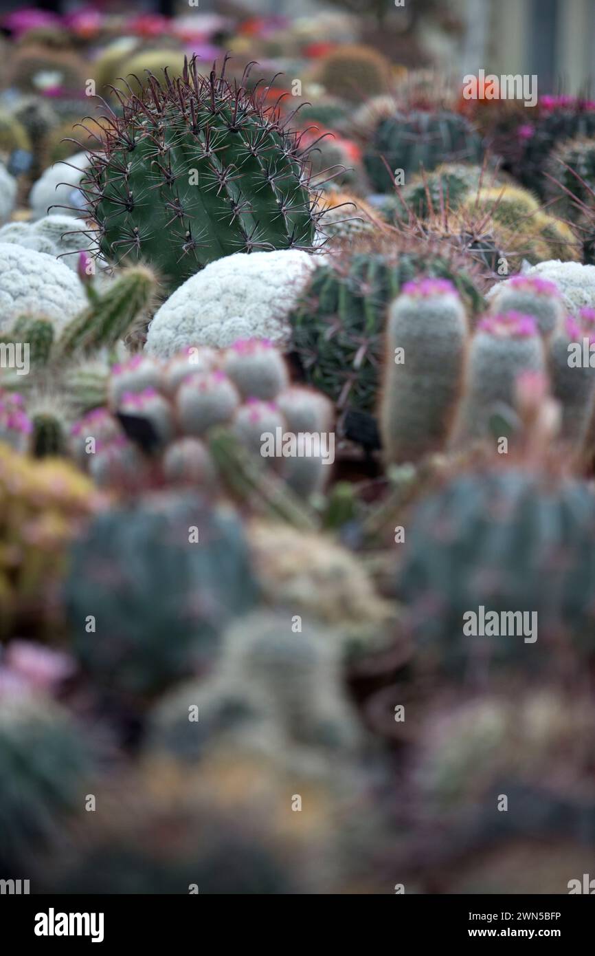 10/05/16 Britain’s biggest cactus grower attributes the recent hot ...