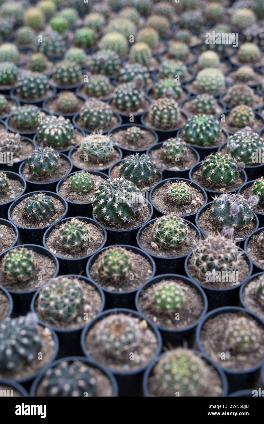 10/05/16 Britain’s biggest cactus grower attributes the recent hot ...