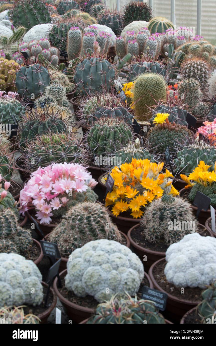 10/05/16 Britain’s biggest cactus grower attributes the recent hot ...