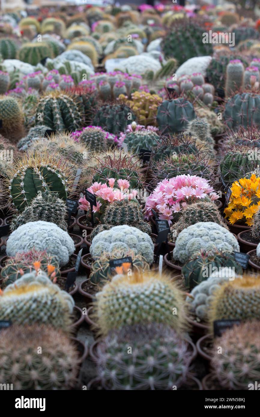 10/05/16 Britain’s biggest cactus grower attributes the recent hot ...
