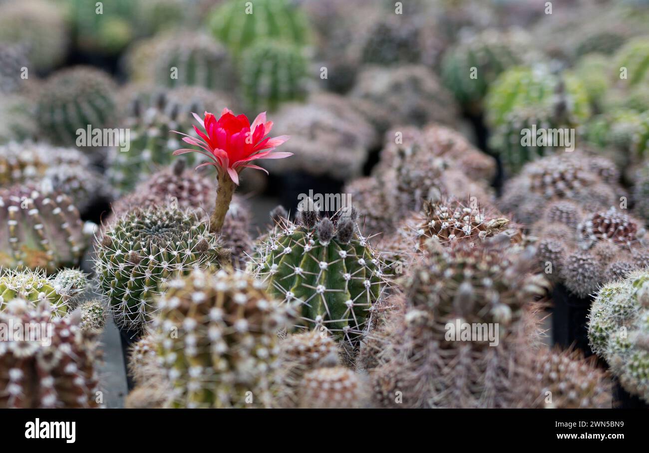 10/05/16 Britain’s biggest cactus grower attributes the recent hot ...