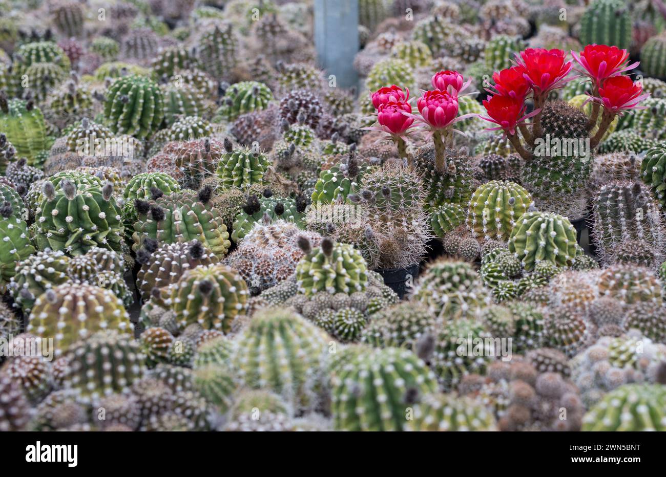 10/05/16 Britain’s biggest cactus grower attributes the recent hot ...