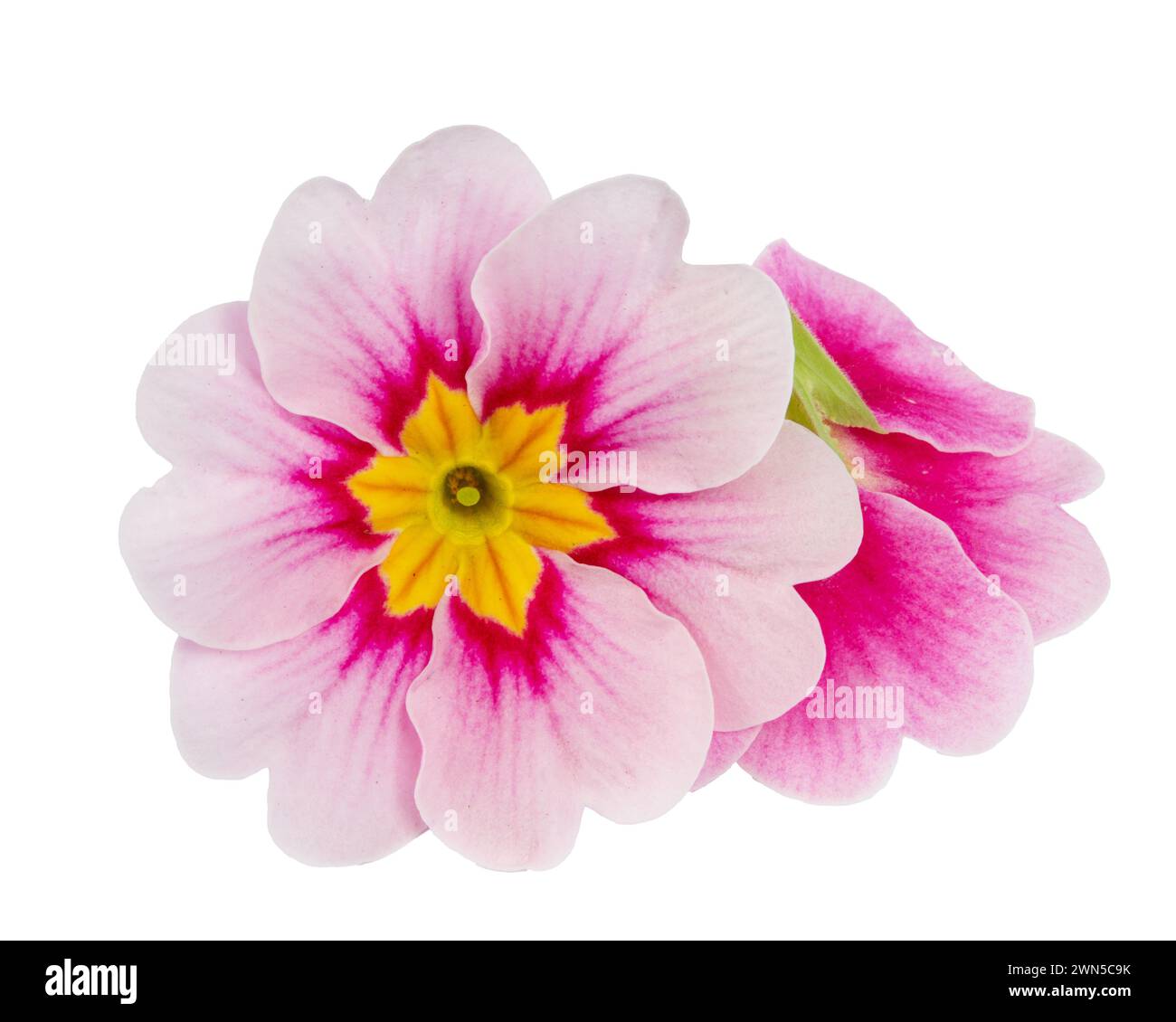 flower pink primrose isolated on white background Stock Photo - Alamy