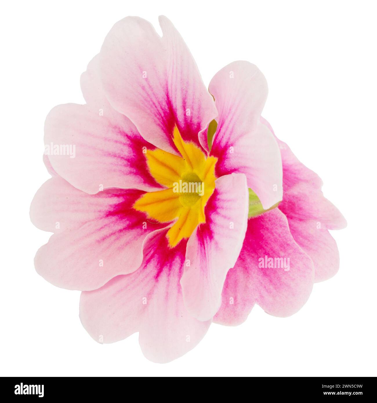 flower pink primrose isolated on white background Stock Photo - Alamy