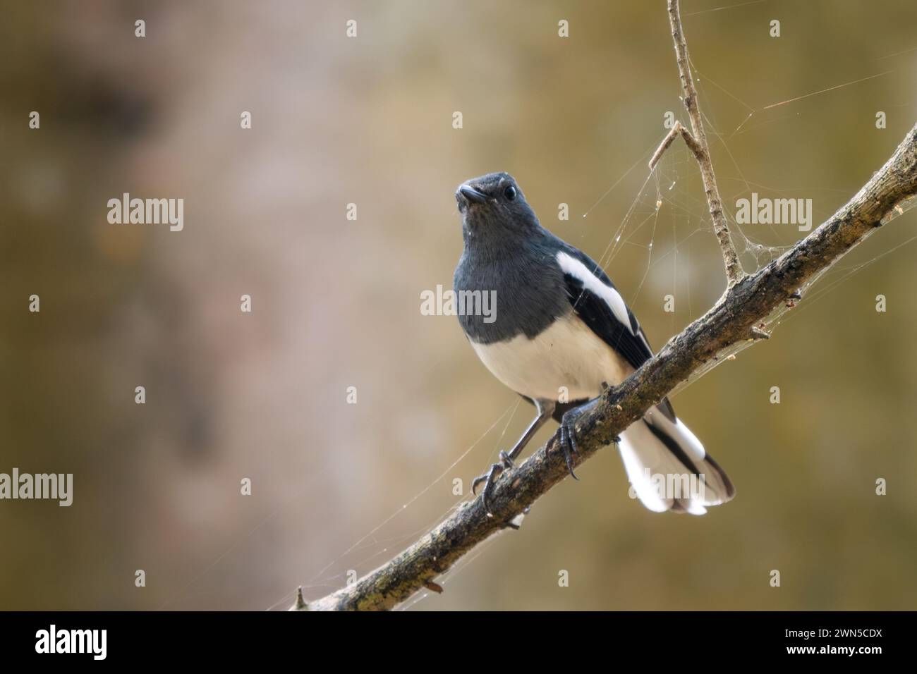Oriental Magpie-robin - Copsychus saularis, beautiful black nad white ...