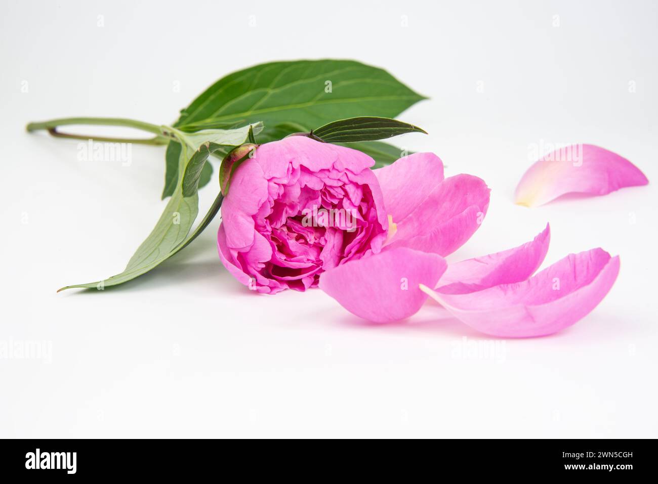 One isolated purple peony hi-res stock photography and images - Alamy