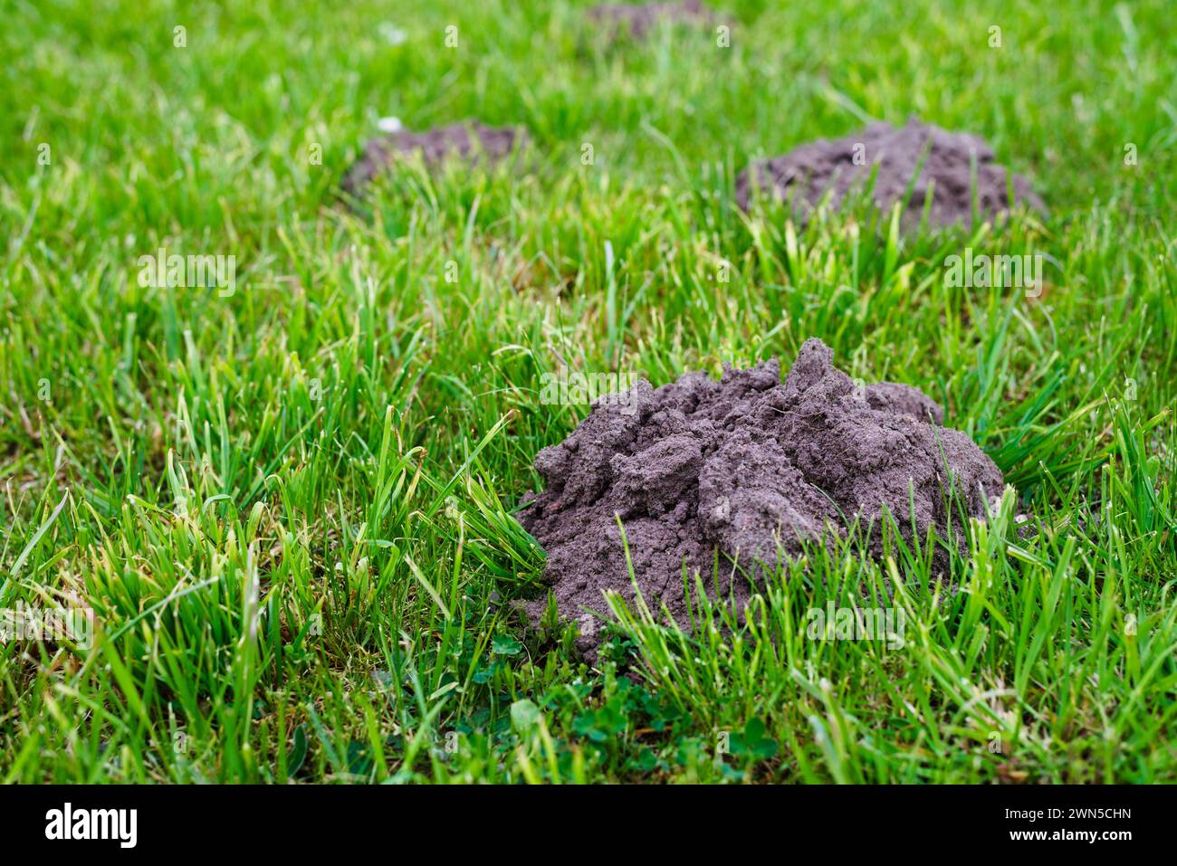 Mole mound hi-res stock photography and images - Alamy