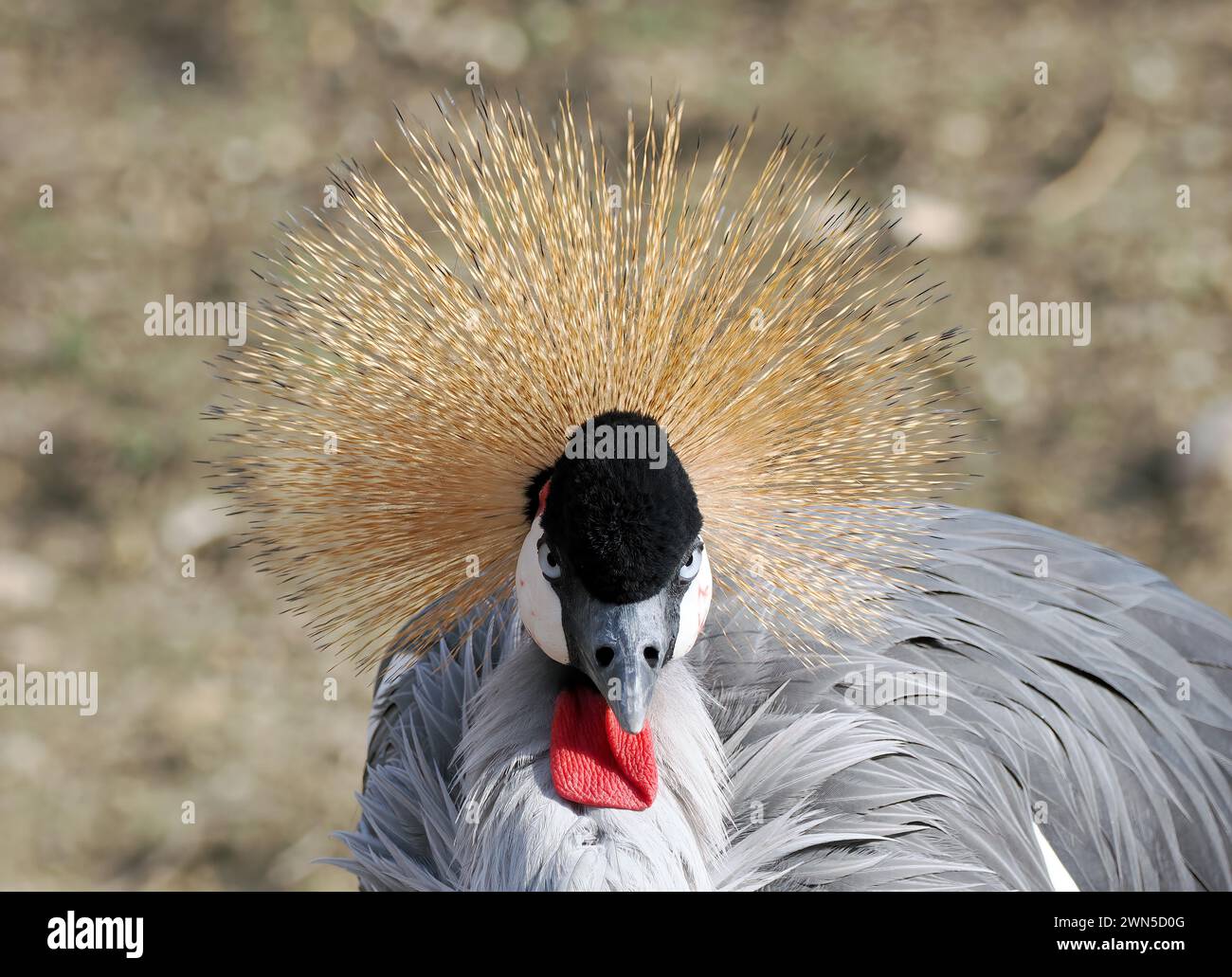 Grey crowned crane, Südafrika-Kronenkranich, Grue royale, Balearica ...