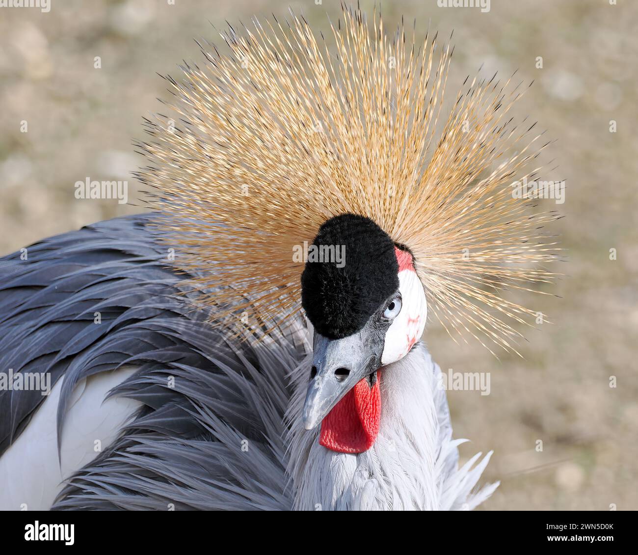 Grey crowned crane, Südafrika-Kronenkranich, Grue royale, Balearica ...