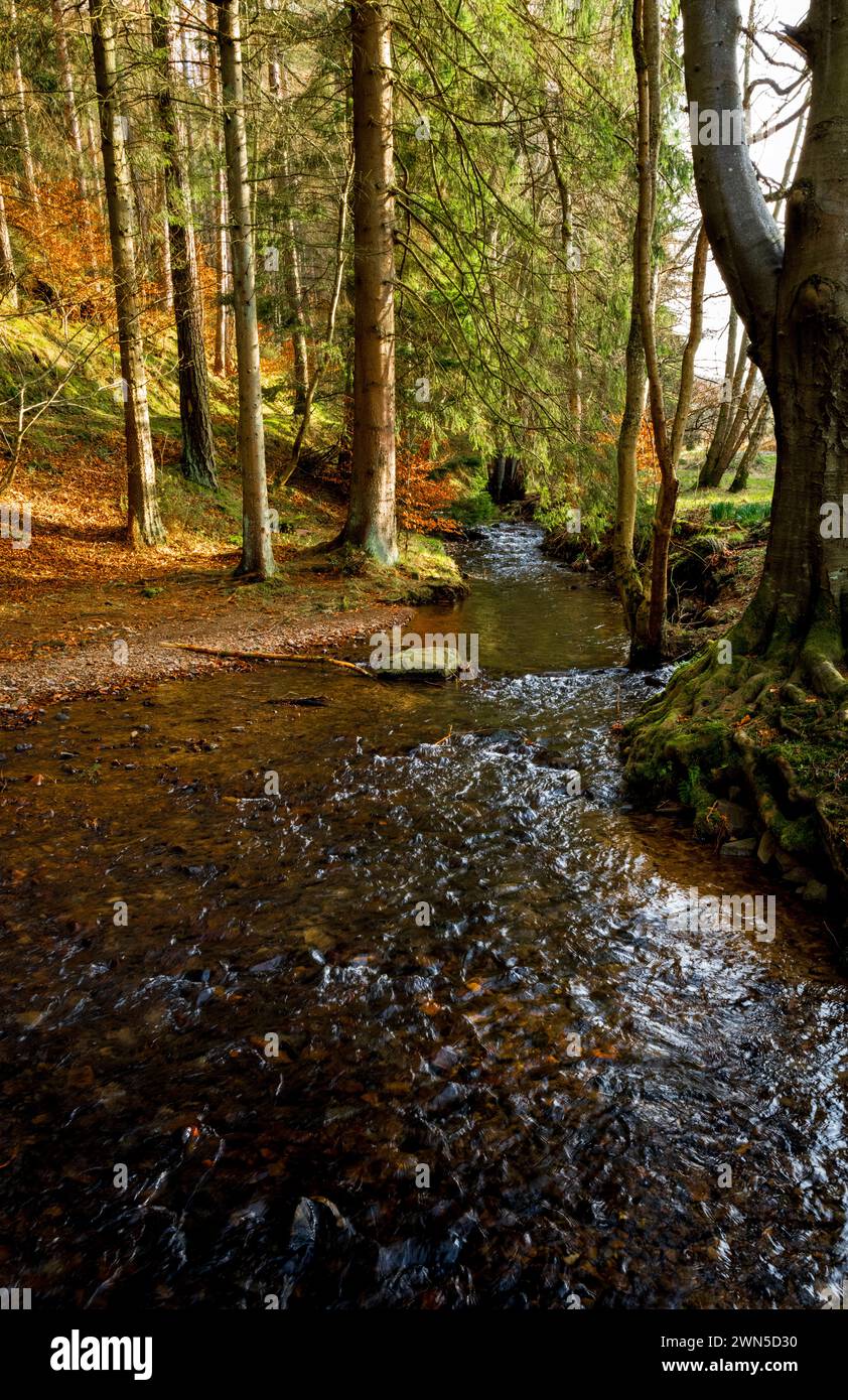 Cardrona Forest in the Scottish Borders near Peebles Stock Photo - Alamy