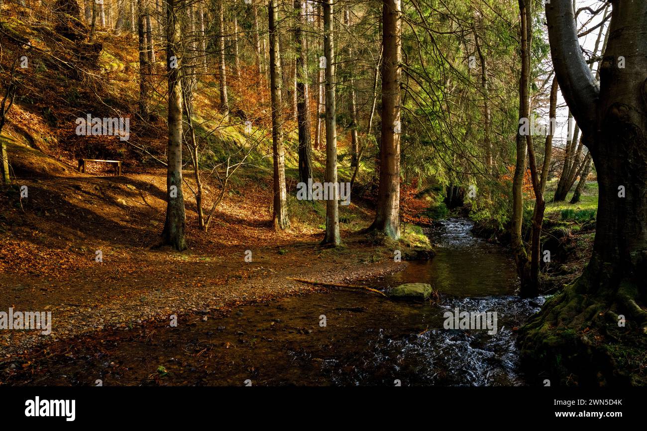 Cardrona Forest in the Scottish Borders near Peebles Stock Photo - Alamy