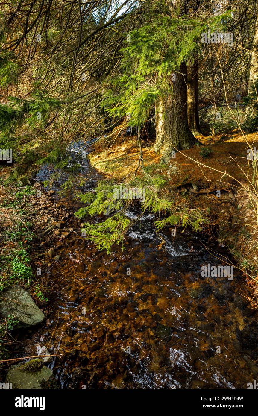 Tweed valley forest park hi-res stock photography and images - Alamy