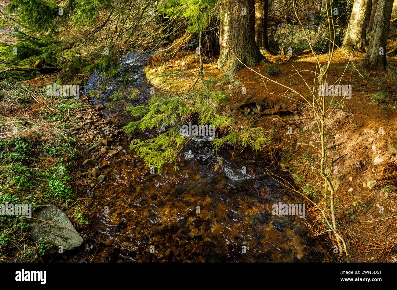 Cardrona Forest in the Scottish Borders near Peebles Stock Photo - Alamy