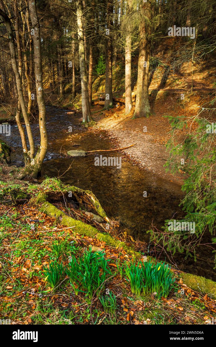 Cardrona Forest in the Scottish Borders near Peebles Stock Photo - Alamy