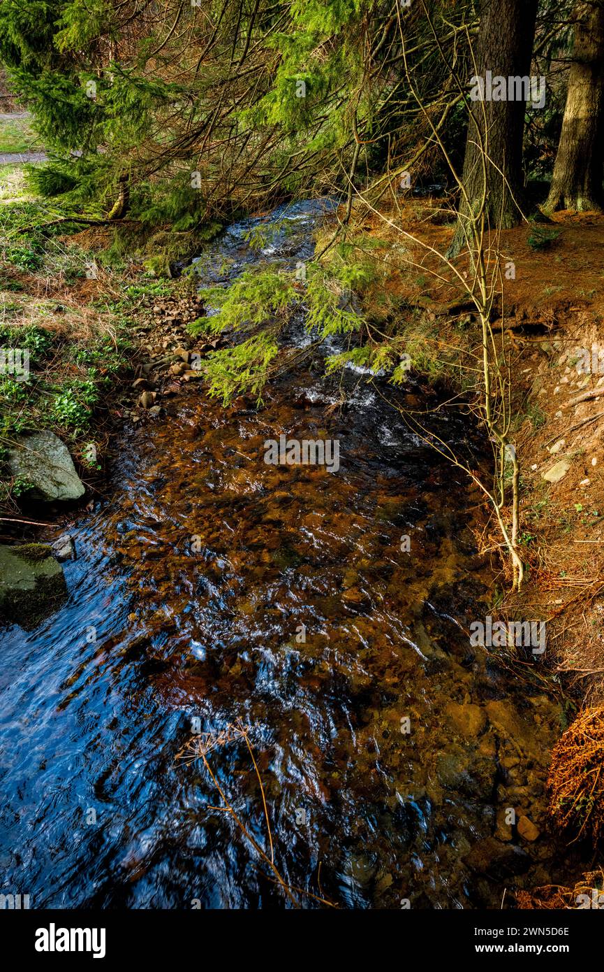 Cardrona Forest in the Scottish Borders near Peebles Stock Photo - Alamy